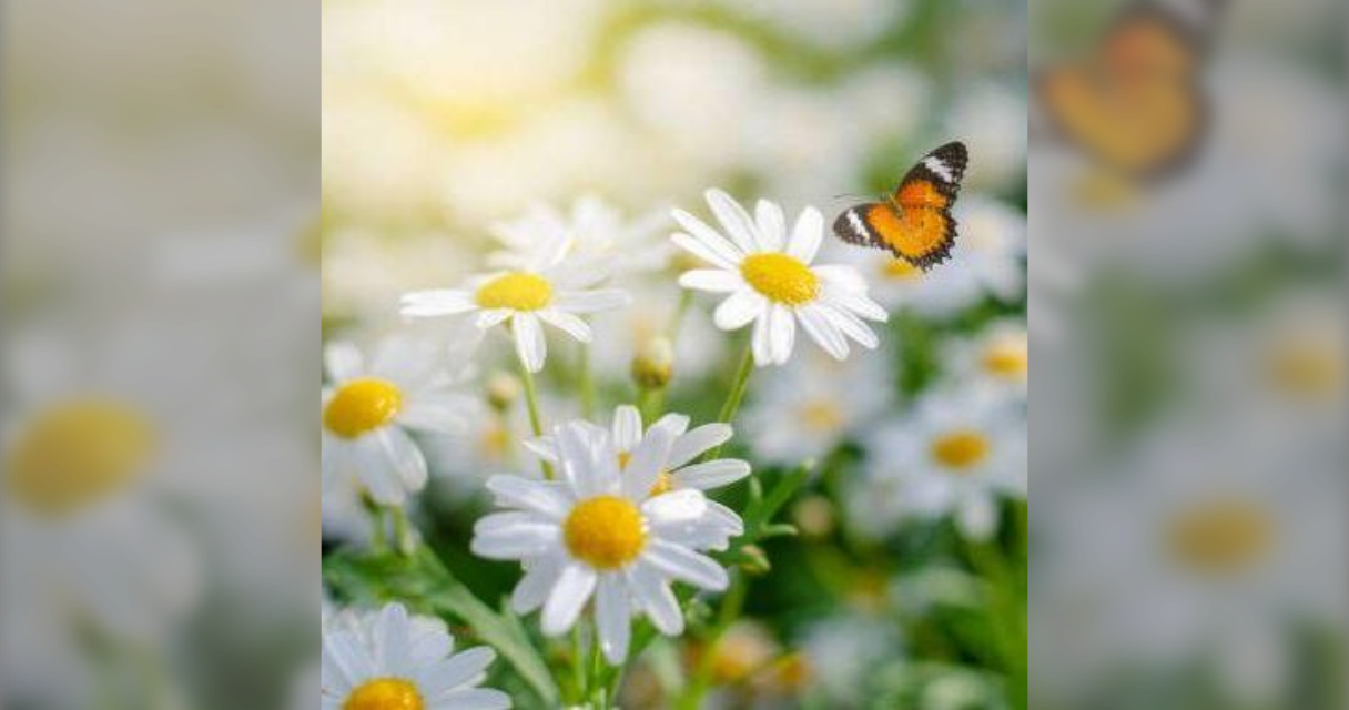 Misty Pratt - Reeder-Davis Funeral Home